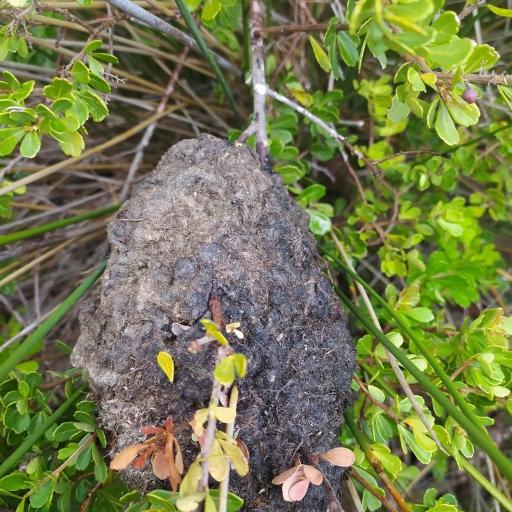 Black Cocktail Ant (Crematogaster Peringueyi) Insect Identification ...