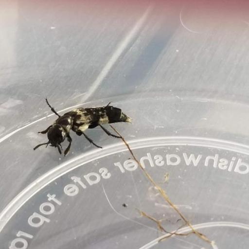 Hairy Rove Beetle (Creophilus Maxillosus) Insect Identification Guide ...