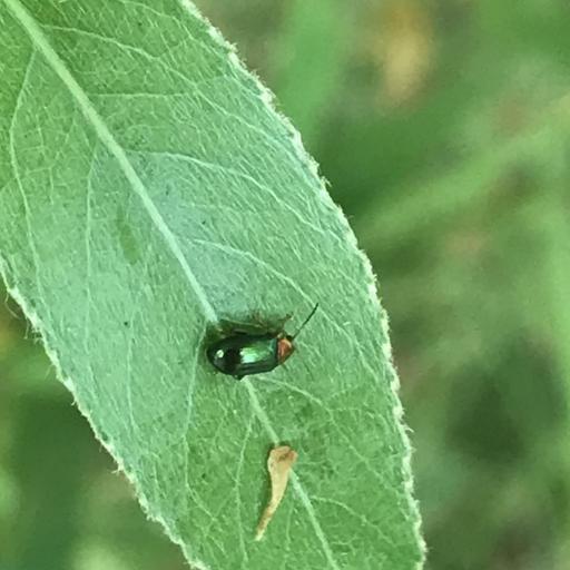 Willow Flea-Beetle (Crepidodera Aurata) Insect Identification Guide, Habitat & Facts