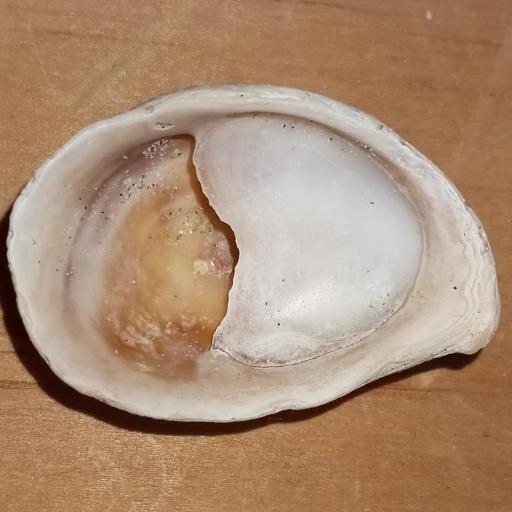 Common Atlantic Slippersnail (Crepidula Fornicata) Insect ...