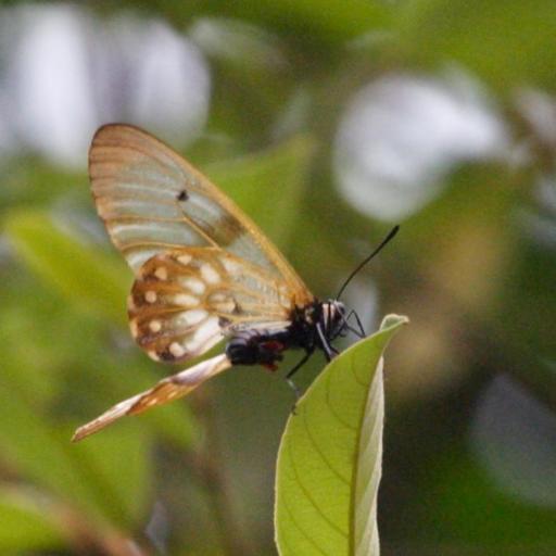 Big Greasy (Cressida Cressida) Insect Identification Guide, Habitat & Facts