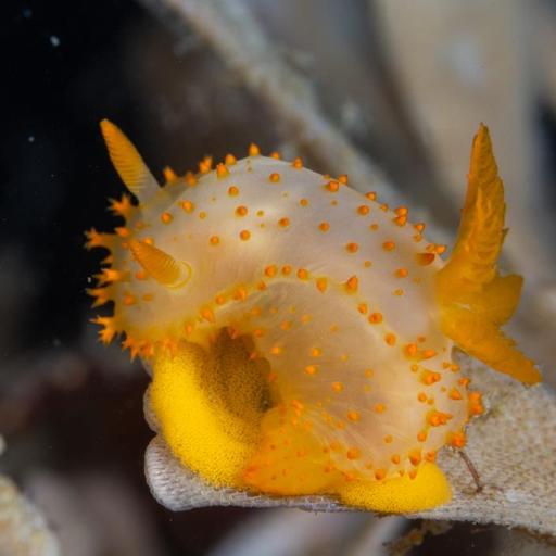 Crimora Papillata Insect Identification Guide, Habitat & Facts