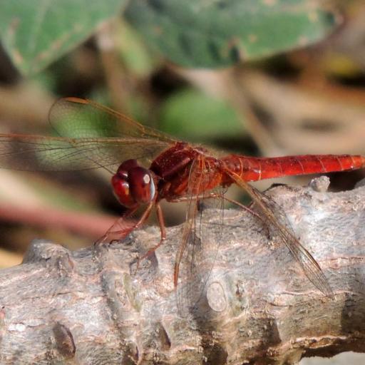 Broad Scarlet (Crocothemis Erythraea) Insect Identification Guide ...