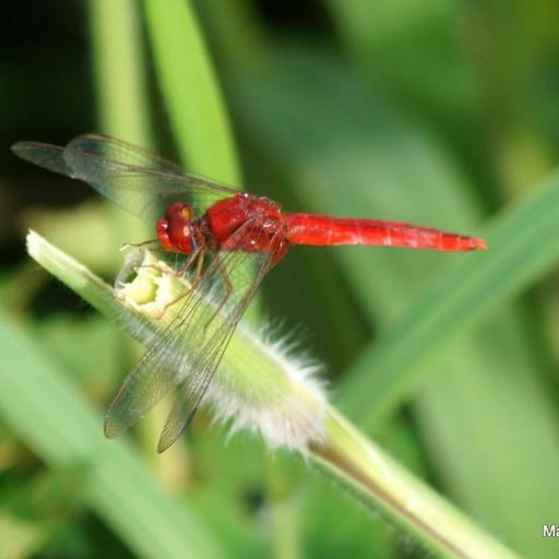 Scarlet Skimmer (Crocothemis Servilia) Insect Identification Guide ...
