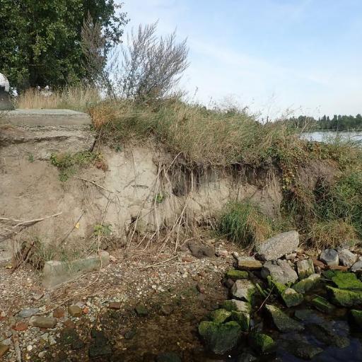 Crossocerus Insect Identification Guide, Habitat & Facts