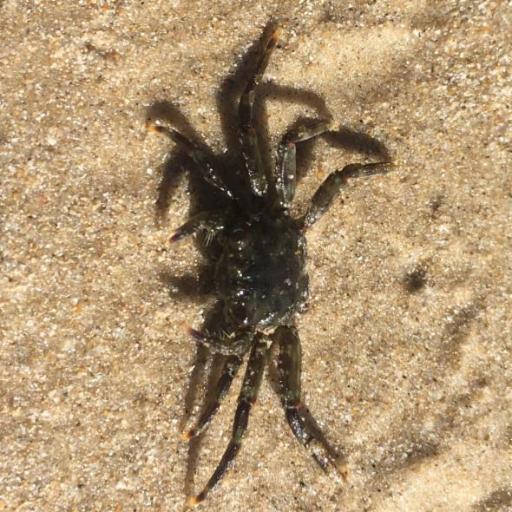 Crustaceans (Crustacea) Insect Identification Guide, Habitat & Facts