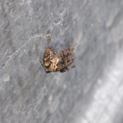 Cryptachaea Riparia Insect Identification Guide, Habitat & Facts