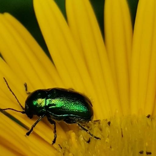 Cryptocephalus Sericeus Insect Identification Guide, Habitat & Facts