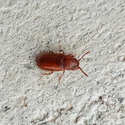 Cryptophagus Insect Identification Guide, Habitat & Facts