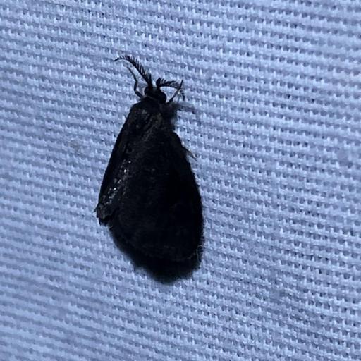 Common Leopard (Phalanta Phalantha) Insect Identification Guide ...