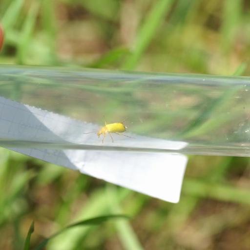 Barn Funnel Weaver (Tegenaria Domestica) Insect Identification Guide ...
