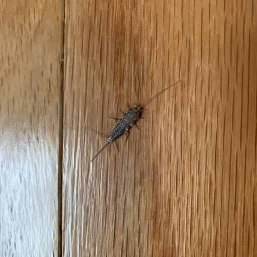 Four-lined Silverfish (Ctenolepisma Lineata) Insect Identification ...