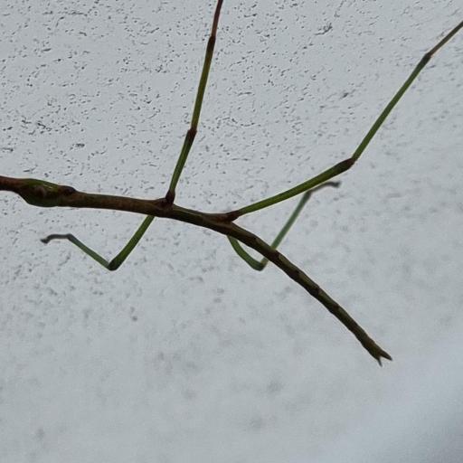 Margin-Winged Stick Insect (Ctenomorpha Marginipennis) Insect ...