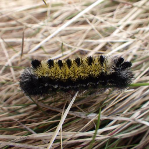 Virginia Ctenucha Moth (Ctenucha Virginica) Insect Identification Guide ...