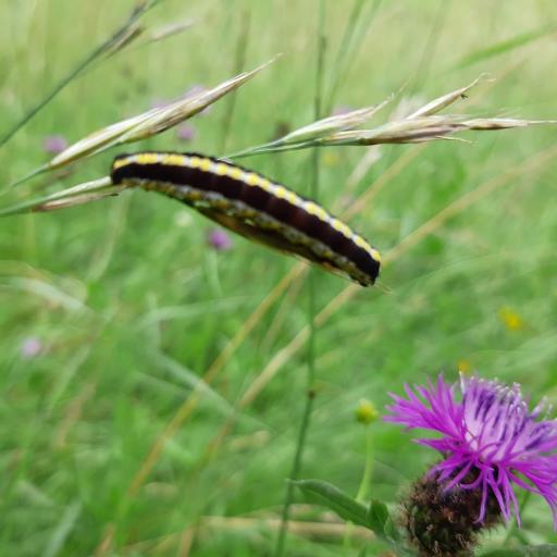 Cucullia Lucifuga Insect Identification Guide, Habitat & Facts