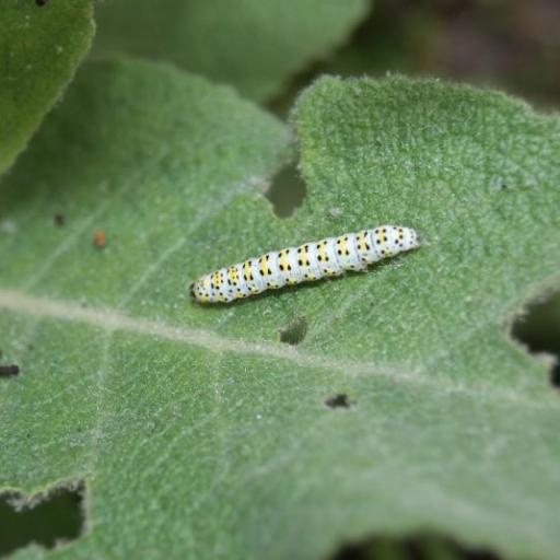 Mullein Moth (Cucullia Verbasci) Insect Identification Guide, Habitat ...