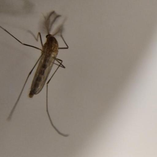 House Mosquito Complex (Culex Pipiens) Insect Identification Guide ...