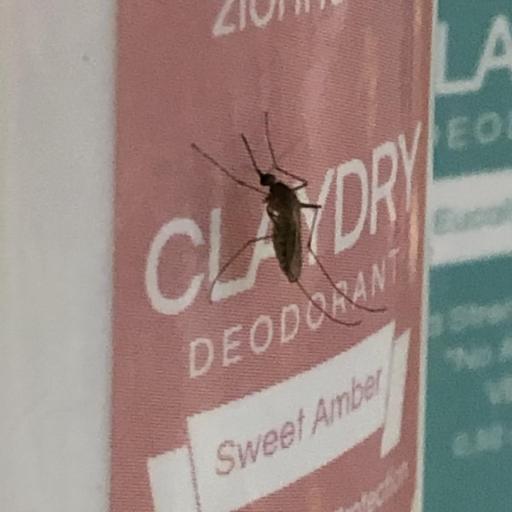 Southern House Mosquito (Culex Quinquefasciatus) Insect Identification ...