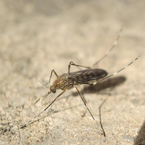 Western Encephalitis Mosquito (Culex Tarsalis) Insect Identification ...