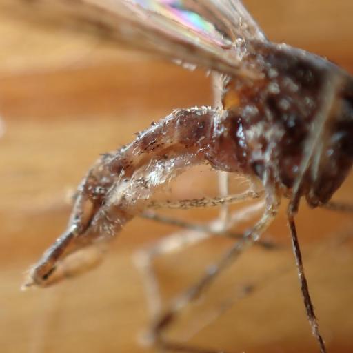 Banded House Mosquito (Culiseta Annulata) Insect Identification Guide ...