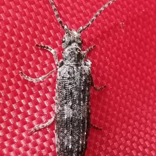 Reticulated Beetles (Cupedidae) Insect Identification Guide, Habitat ...