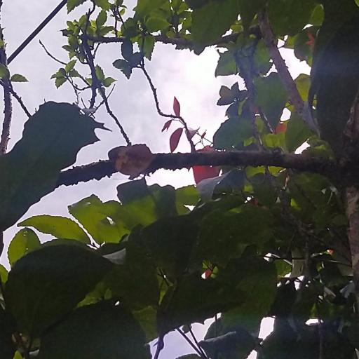 Rustic (Cupha Erymanthis) Insect Identification Guide, Habitat & Facts