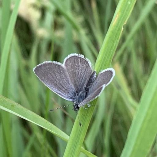 Small Blue (Cupido Minimus) Insect Identification Guide, Habitat & Facts