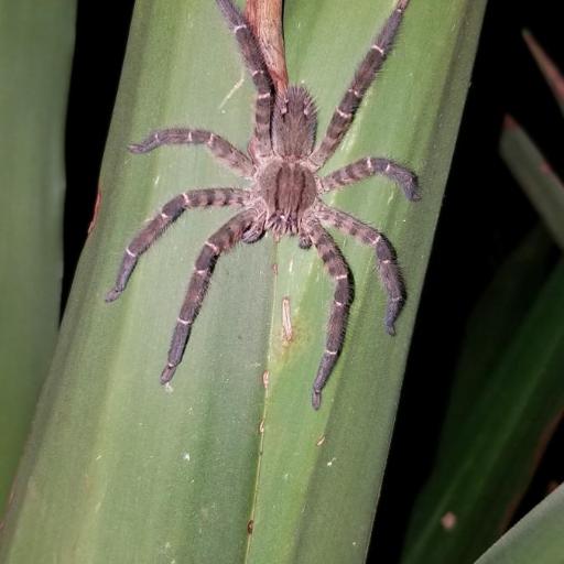 Tiger Bromeliad Spider (Cupiennius Salei) Insect Identification Guide ...