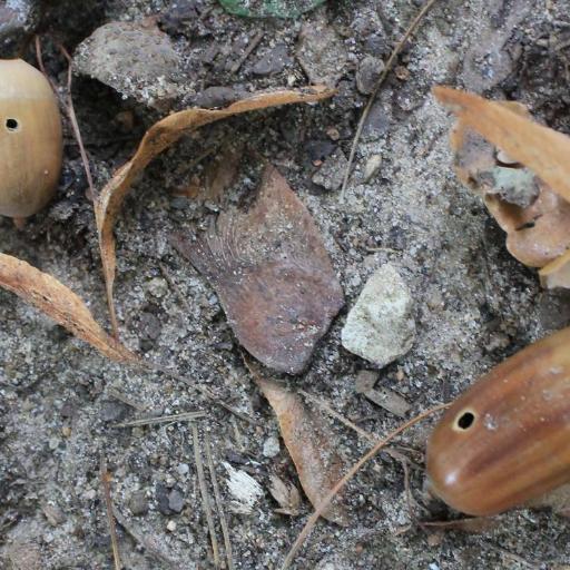 Household Casebearer (Phereoeca Uterella) Insect Identification Guide ...