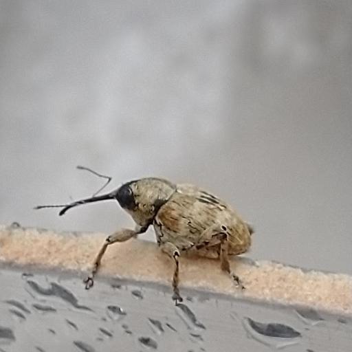 Japanese Skeleton Shrimp (Caprella Mutica) Insect Identification Guide ...