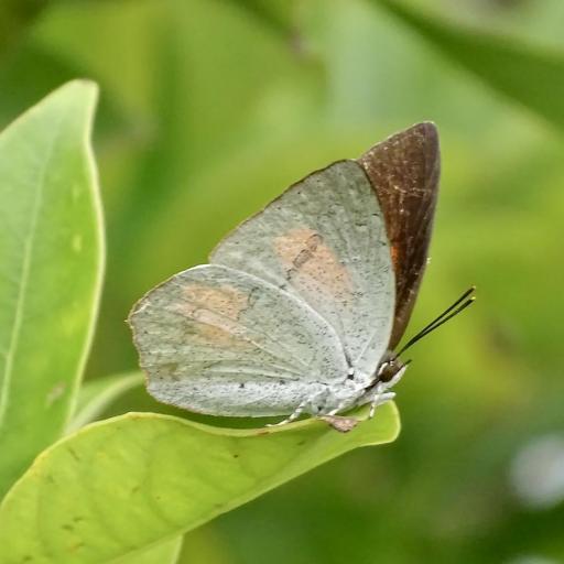 Angled Sunbeam (Curetis Acuta) Insect Identification Guide, Habitat & Facts