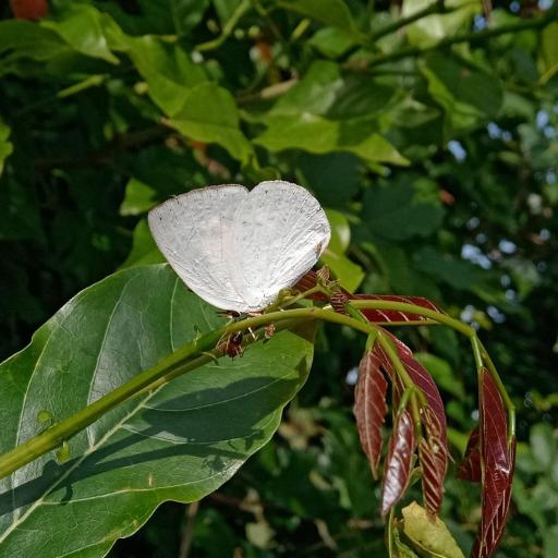 Indian Sunbeam (Curetis Thetis) Insect Identification Guide, Habitat ...