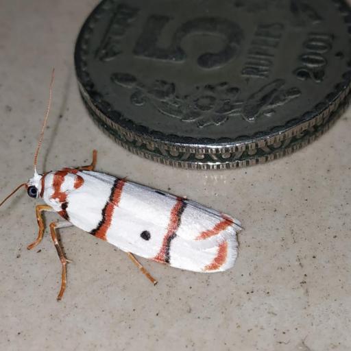 Cyana Insect Identification Guide, Habitat & Facts