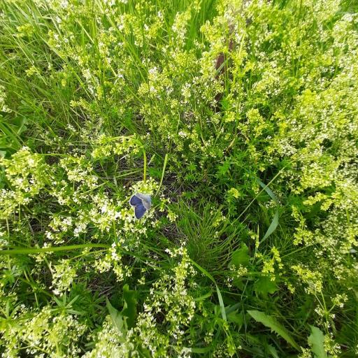 Mazarine Blue (Cyaniris Semiargus) Insect Identification Guide, Habitat ...