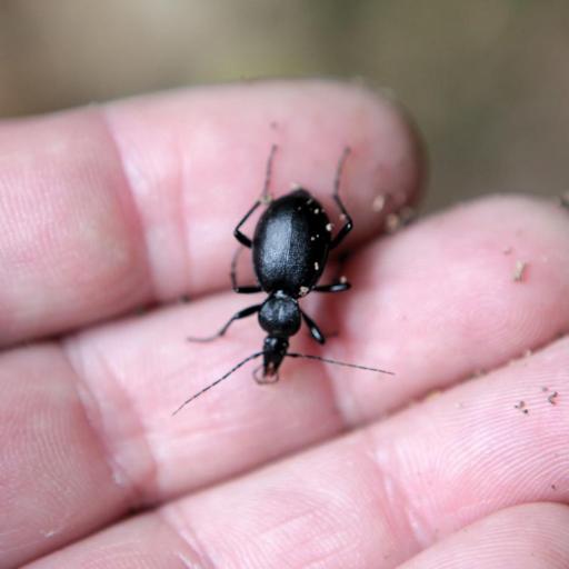 Snail Hunter (Cychrus Caraboides) Insect Identification Guide, Habitat ...