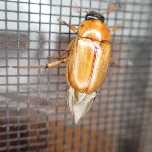Masked Chafers (Cyclocephala) Insect Identification Guide, Habitat & Facts