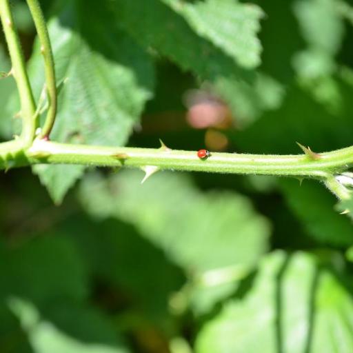 Western Polished Lady Beetle (Cycloneda Polita) Insect Identification ...