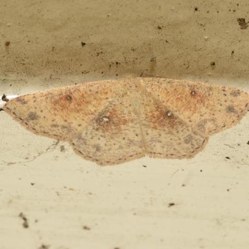 False Mocha (Cyclophora Porata) Insect Identification Guide, Habitat ...