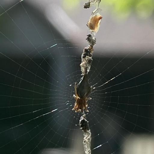 Conical Trashline Orbweaver (Cyclosa Conica) Insect Identification ...