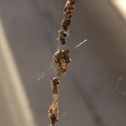 Humped Trashline Orbweaver (Cyclosa Turbinata) Insect Identification ...