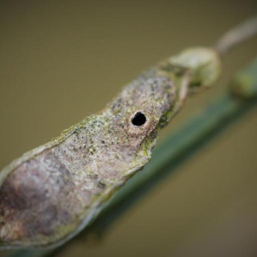 Pea Moth (Cydia Nigricana) Insect Identification Guide, Habitat & Facts