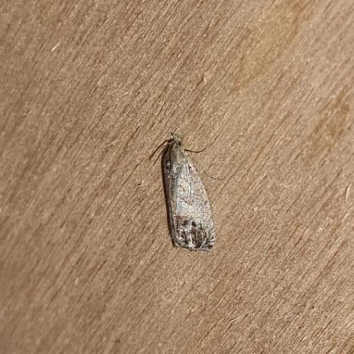 Codling Moth (Cydia Pomonella) Insect Identification Guide, Habitat & Facts
