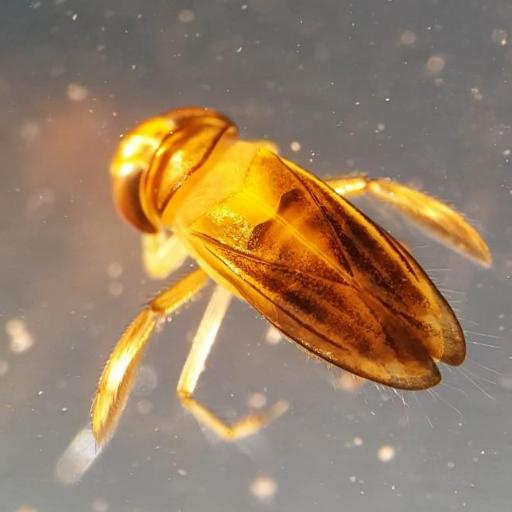 Cymatia Coleoptrata Insect Identification Guide, Habitat & Facts