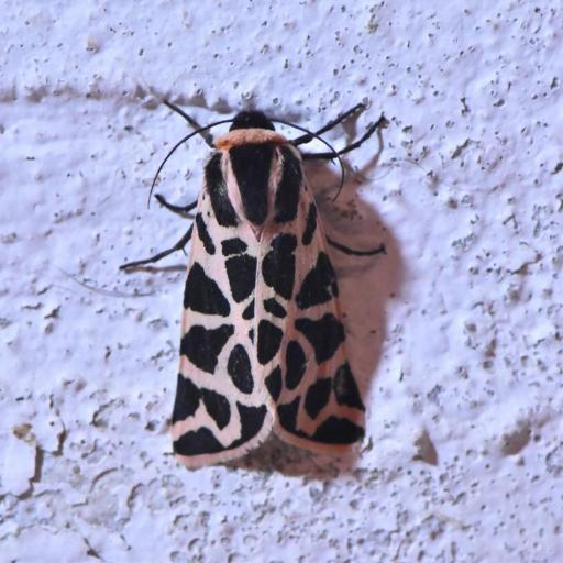 Discrete Chaperon (Cymbalophora Pudica) Insect Identification Guide ...