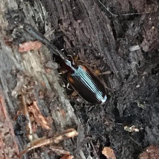 Cymindis Insect Identification Guide, Habitat & Facts