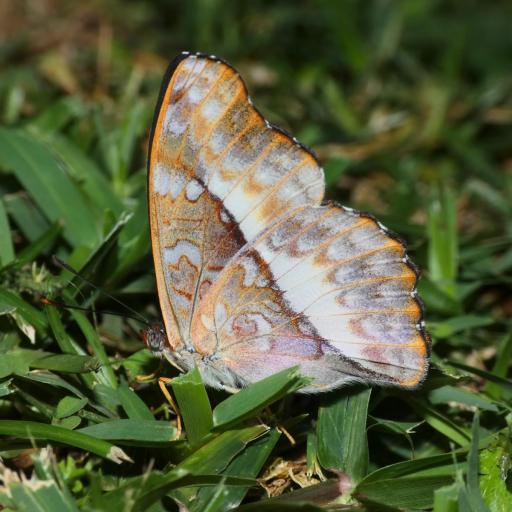 Broad Scarlet (Crocothemis Erythraea) Insect Identification Guide ...