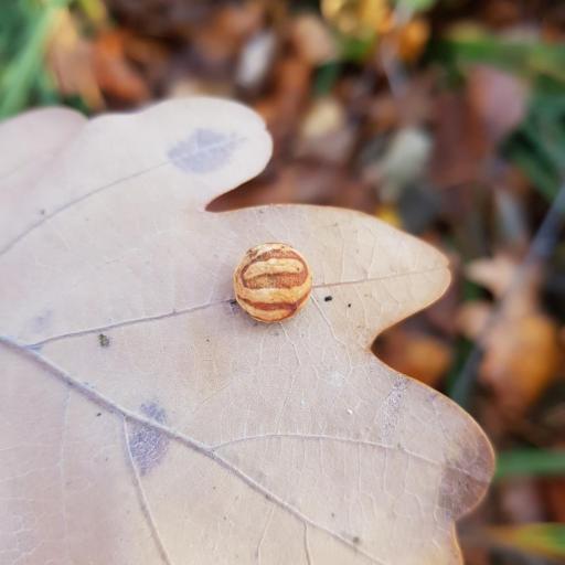 Striped Pea Gall Wasp (Cynips Longiventris) Insect Identification Guide ...