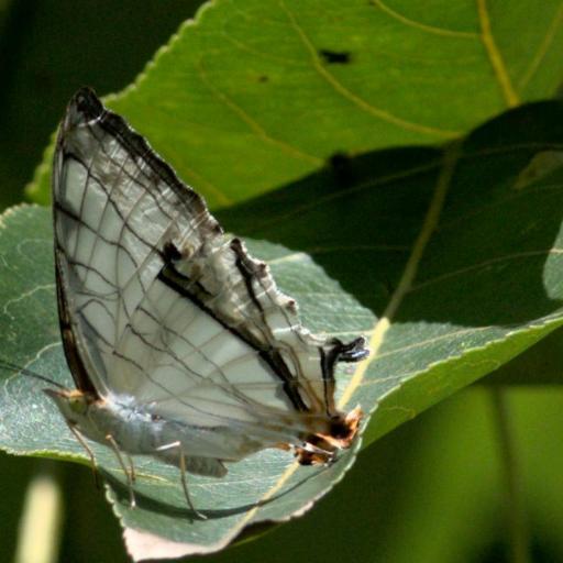 Common Mapwing (Cyrestis Thyodamas) Insect Identification Guide ...
