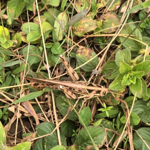 Brown‐Spotted Locust (Cyrtacanthacris Tatarica) Insect Identification ...