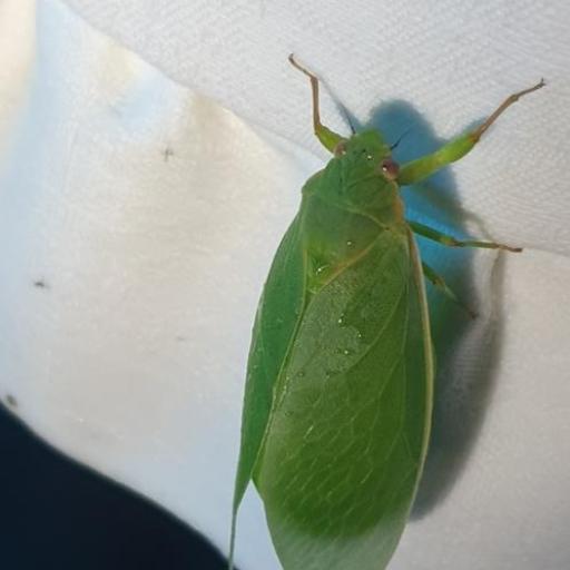 Bladder Cicada (Cystosoma Saundersii) Insect Identification Guide ...